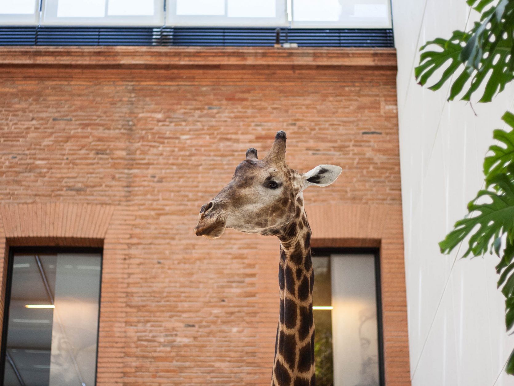 Toulouse - Le Muséum et le jardin botanique • Escapades etc.